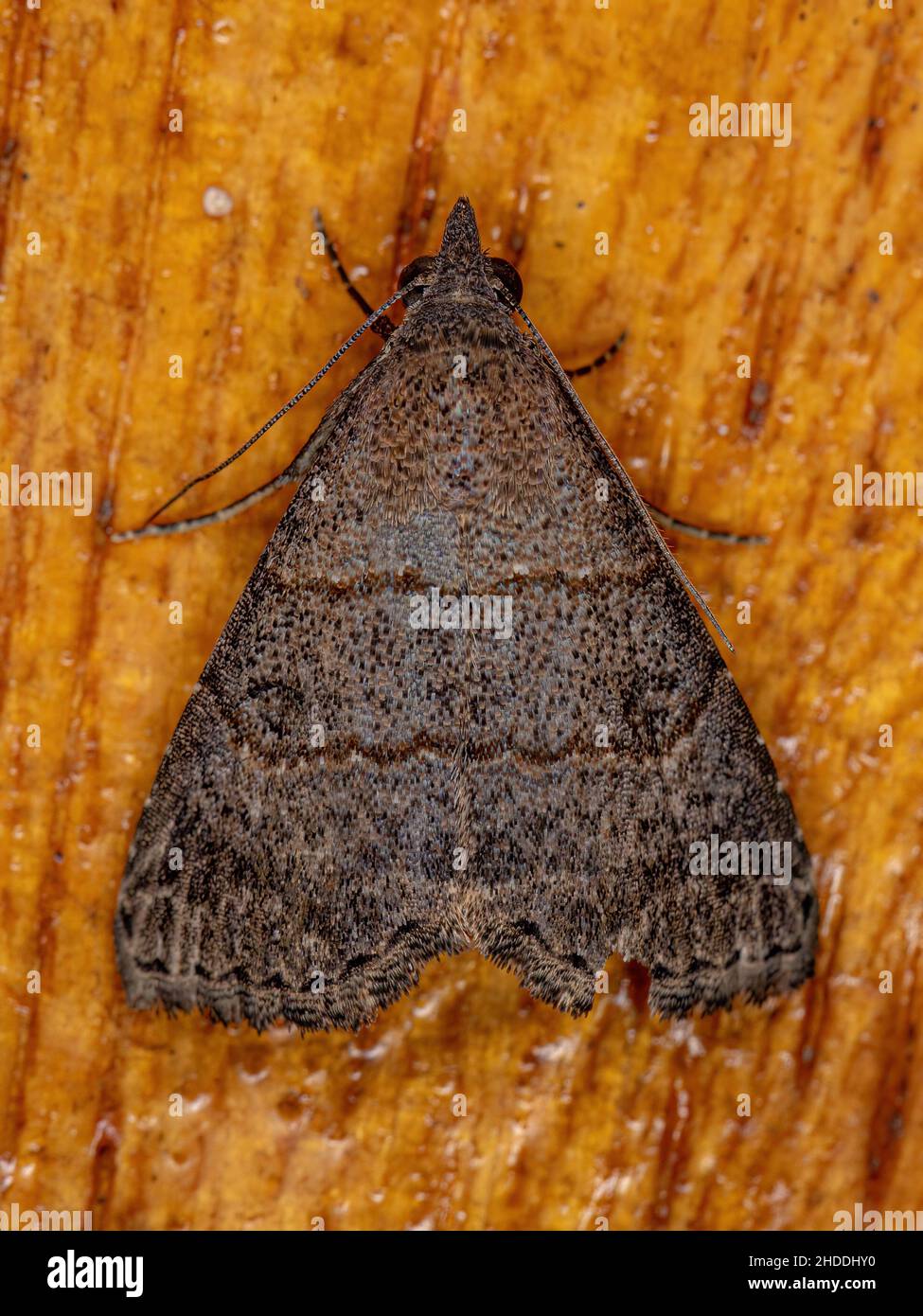 Adult Underwing moth of the Family Erebidae Stock Photo - Alamy