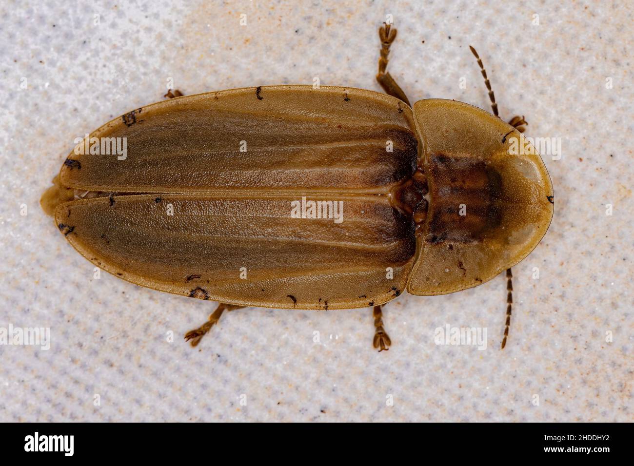 Adult Firefly Beetle of the Tribe Cratomorphini Stock Photo - Alamy