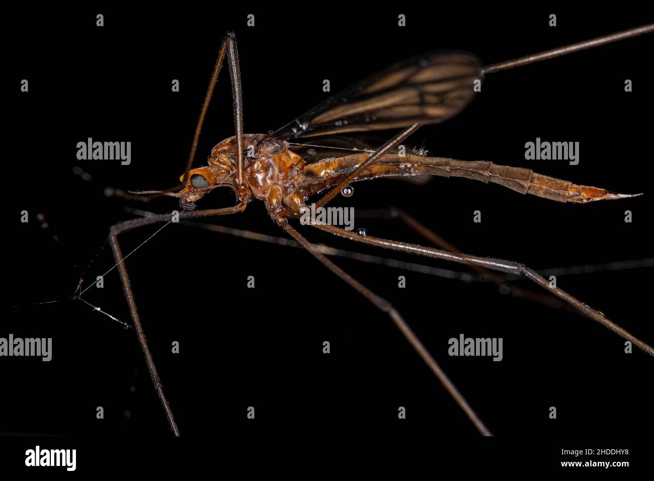 Adult Typical Crane Fly of the Superfamily Tipuloidea Stock Photo - Alamy