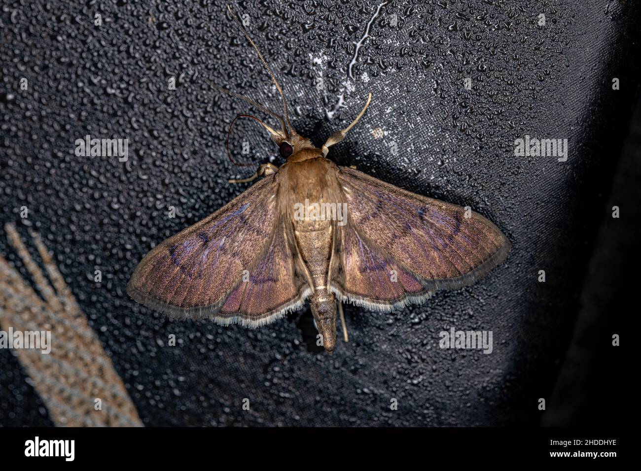 Adult Pearl Moth of the Tribe Herpetogrammatini Stock Photo - Alamy
