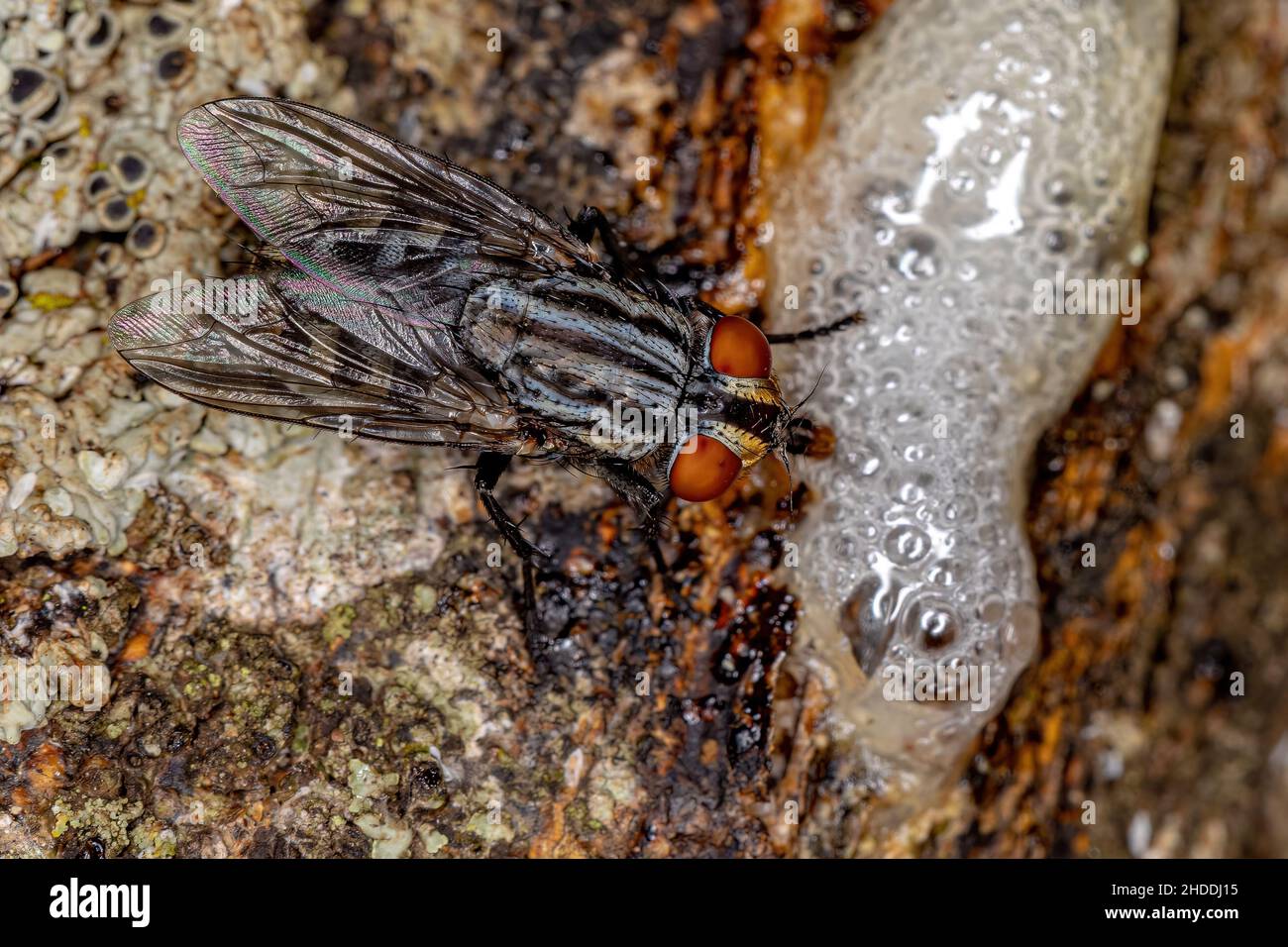 Adult Flesh Fly of the Family Sarcophagidae Stock Photo - Alamy