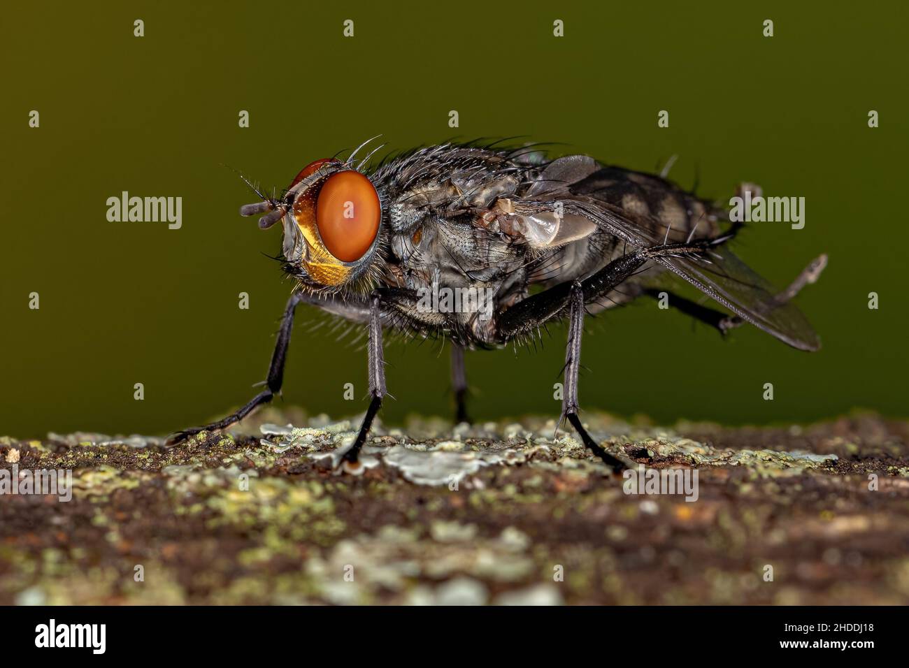 Adult Flesh Fly of the Family Sarcophagidae Stock Photo - Alamy