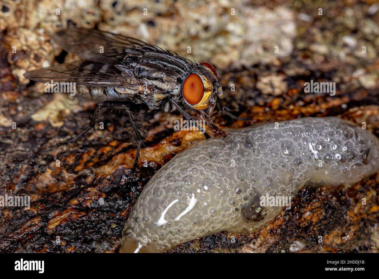 Adult Flesh Fly of the Family Sarcophagidae Stock Photo - Alamy