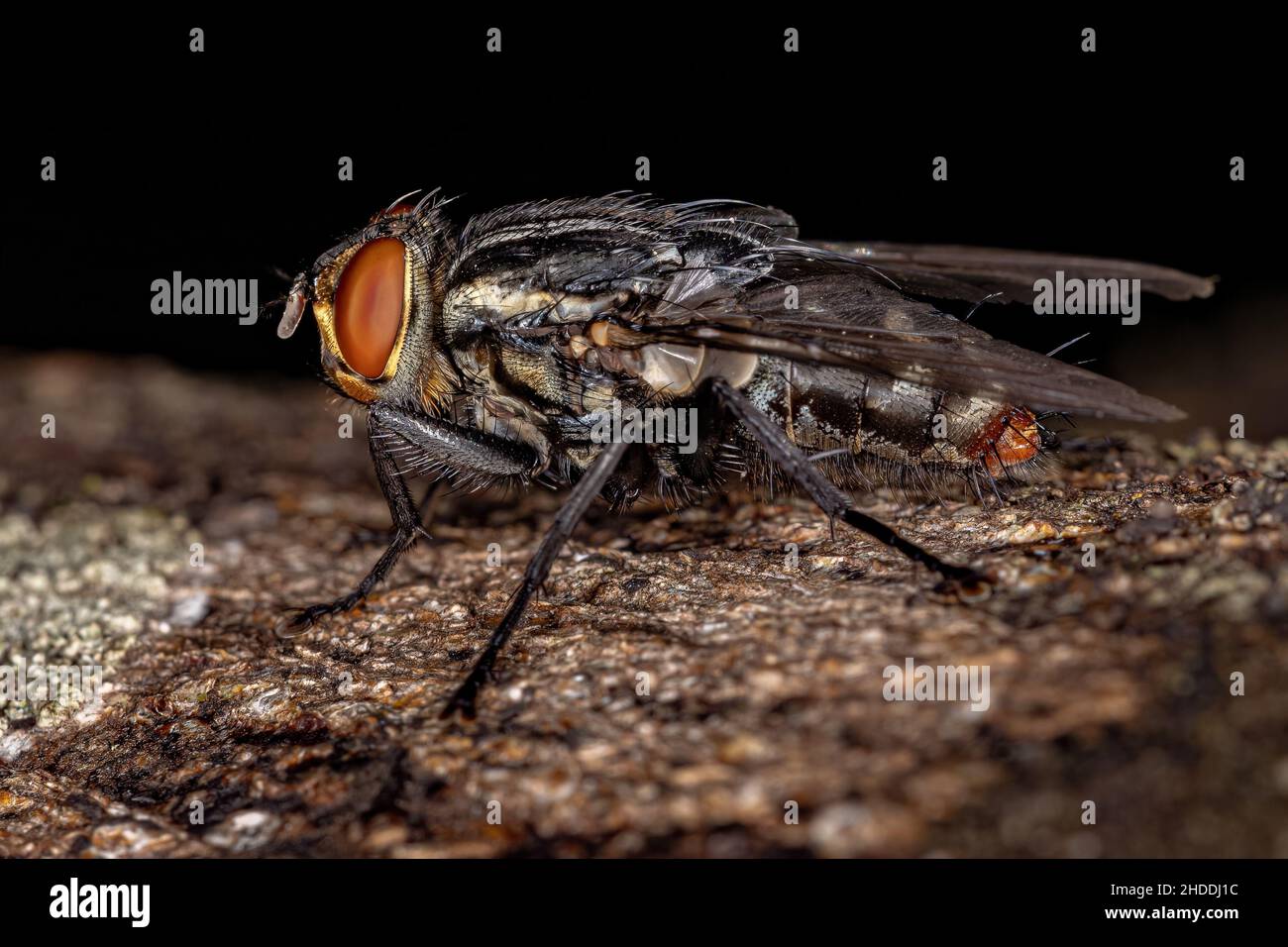 Adult Flesh Fly of the Family Sarcophagidae Stock Photo - Alamy