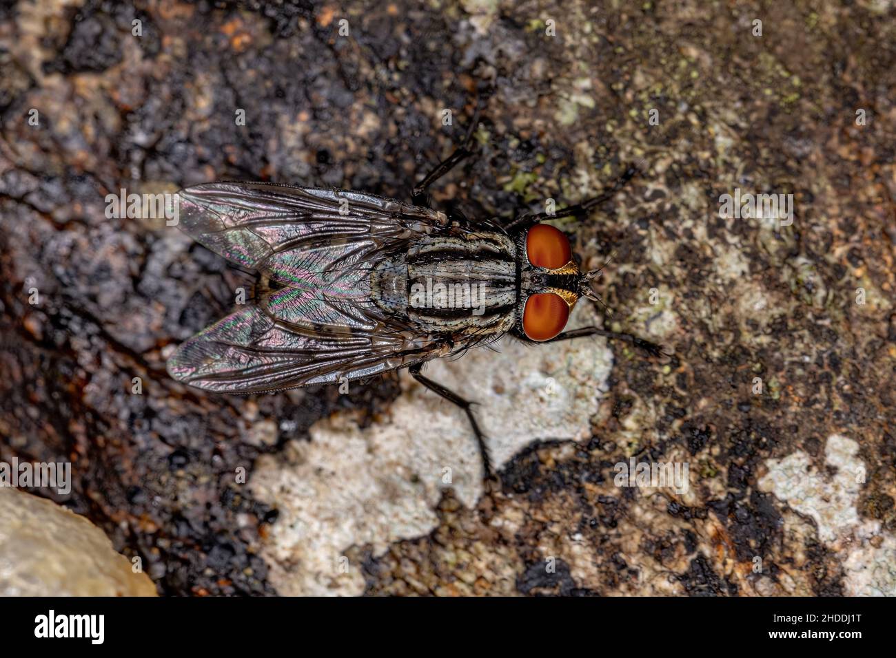 Adult Flesh Fly of the Family Sarcophagidae Stock Photo - Alamy