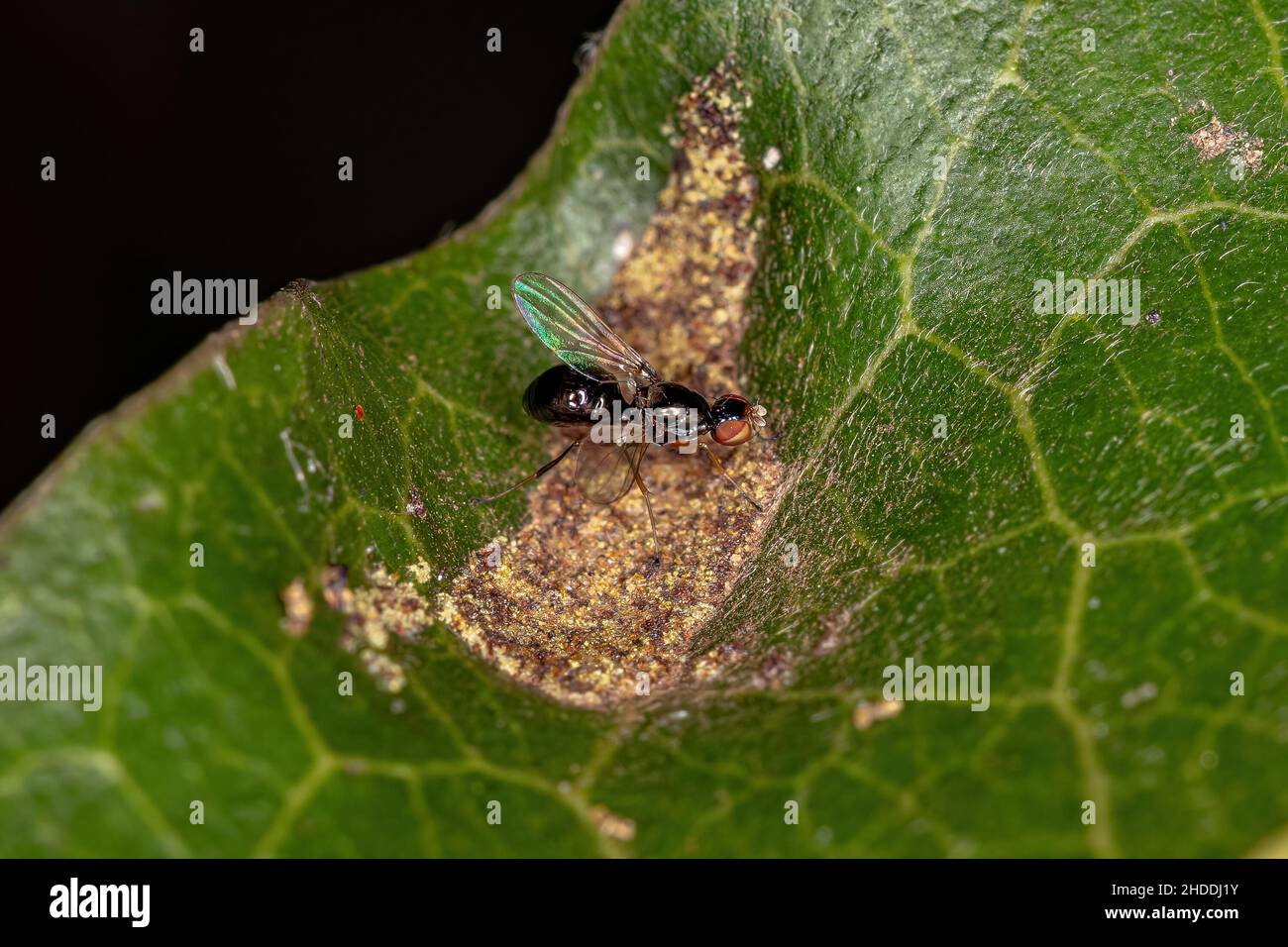 Adult Black Scavenger Fly of the Family Sepsidae Stock Photo - Alamy