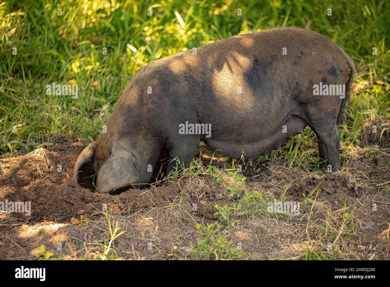 Pig raised in an outdoor pigsty with selective focus Stock Photo - Alamy
