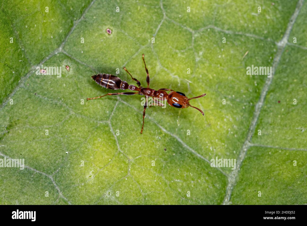 Adult Female Twig Ant of the Genus Pseudomyrmex Stock Photo - Alamy