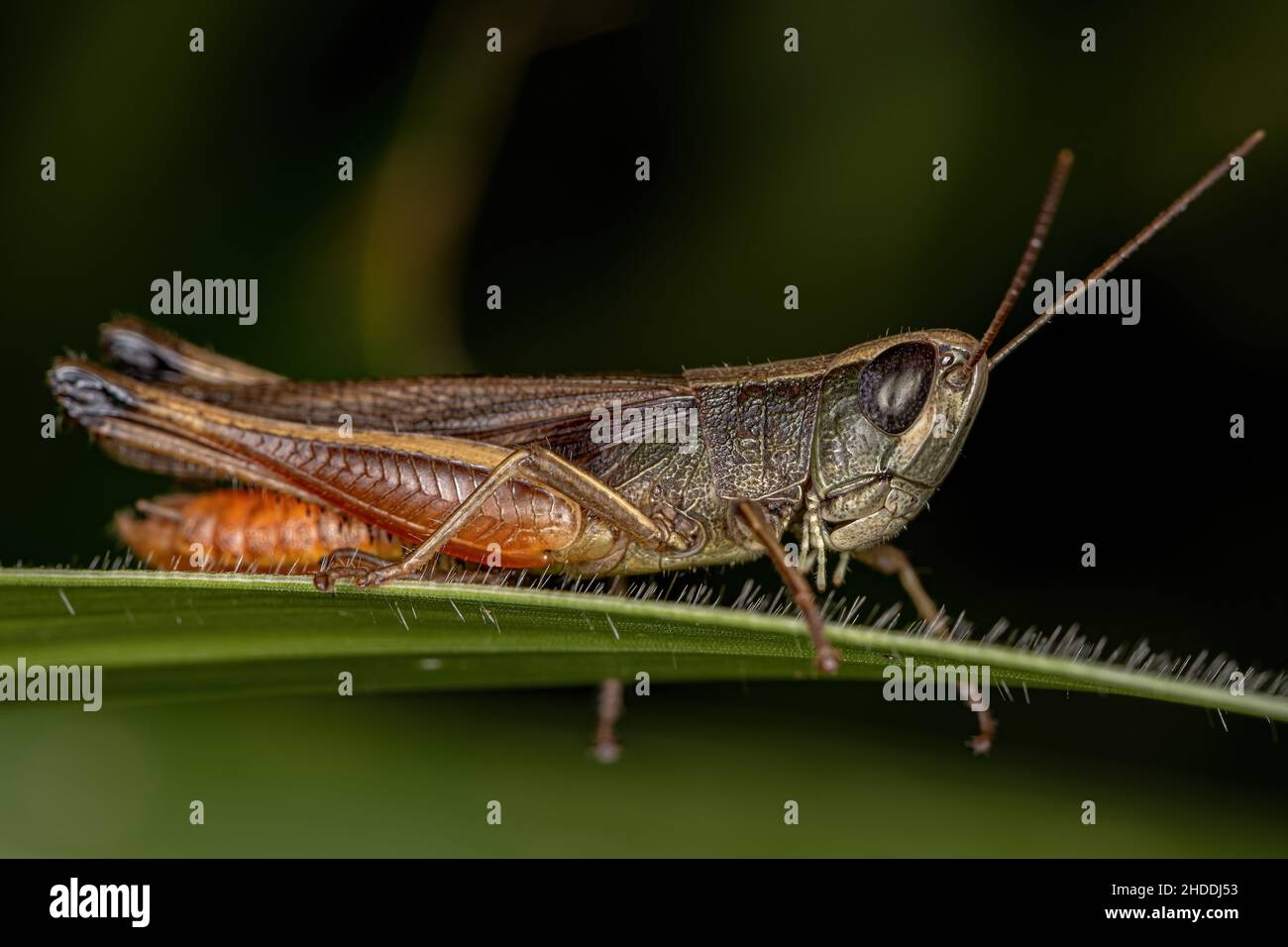Adult Stridulating Slantface Grasshopper of the Genus Amblytropidia ...