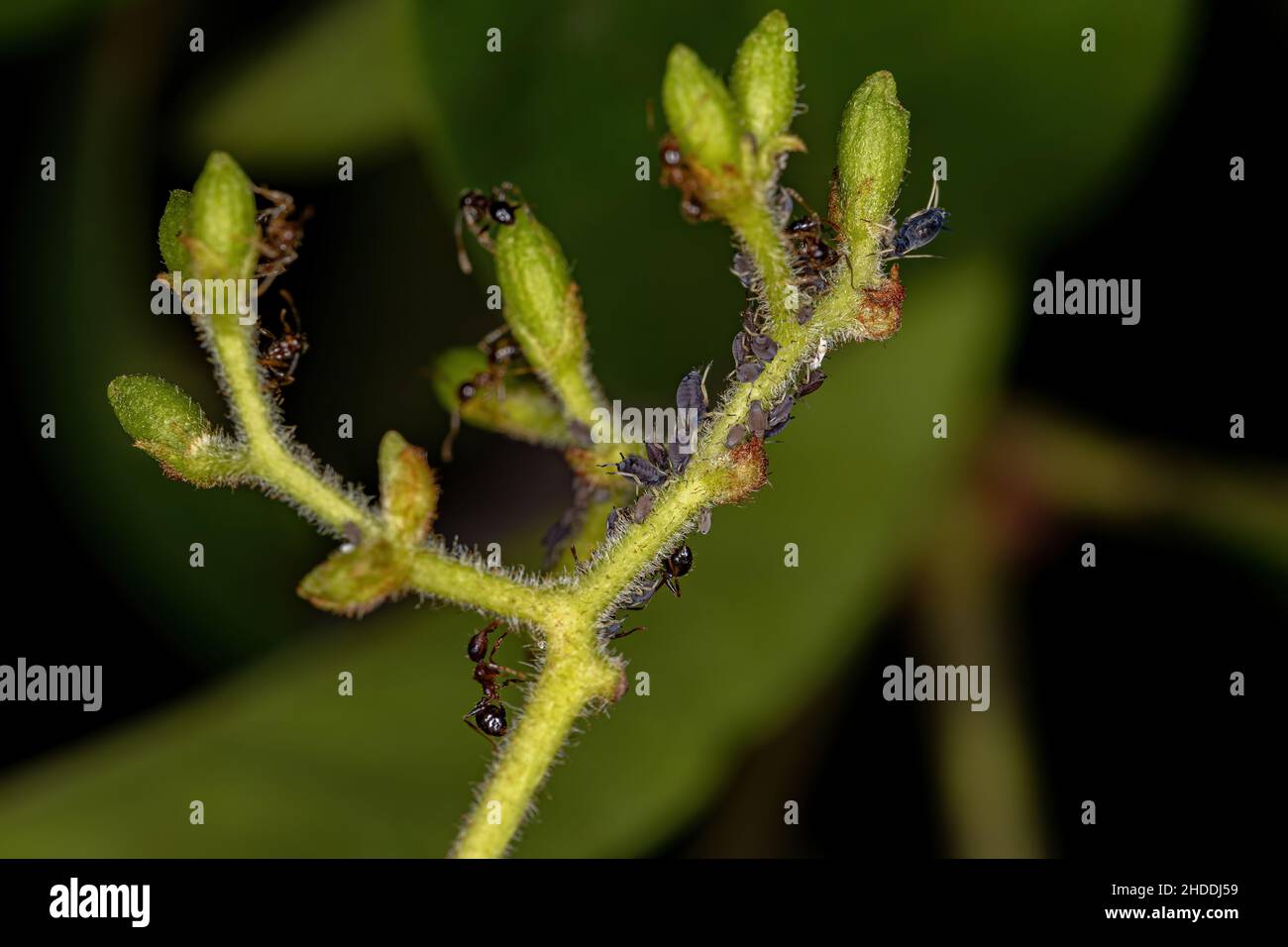 Small Aphids Insects of the Family Aphididae Stock Photo - Alamy