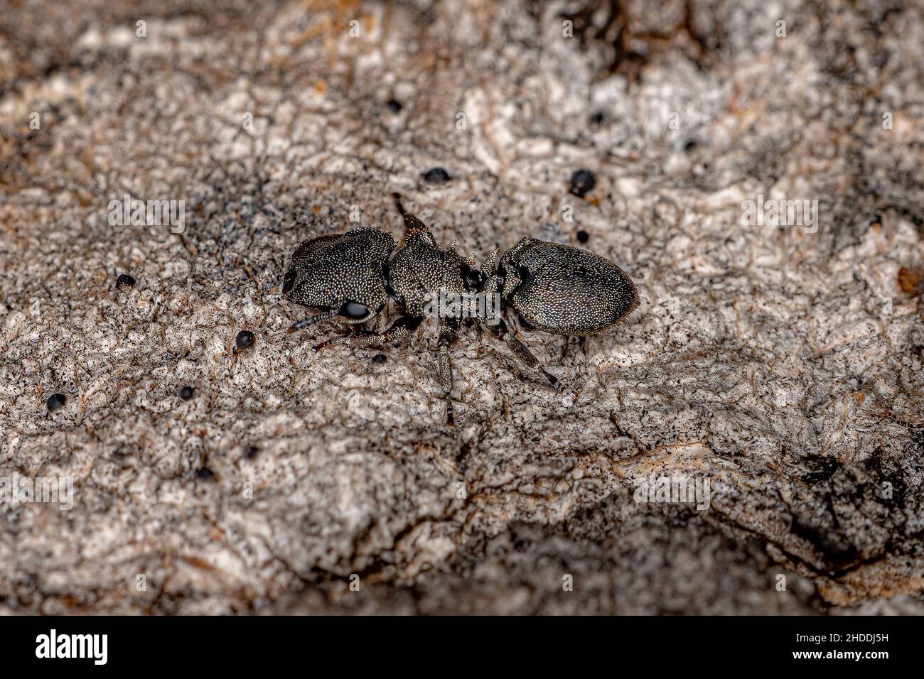 Adult Black Turtle Ant of the Genus Cephalotes Stock Photo - Alamy