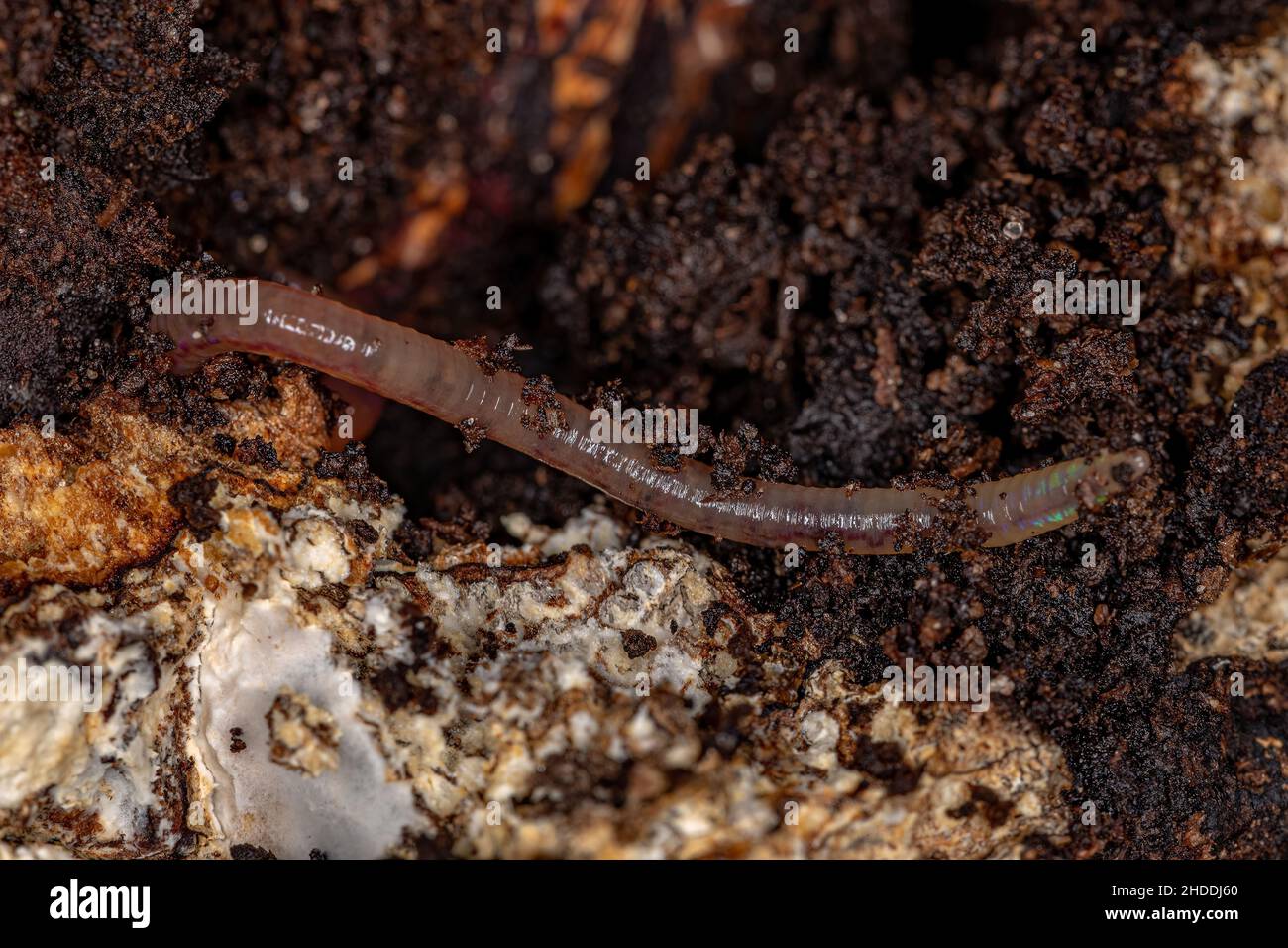 Small Earthworm Animal of the Family Lumbricidae Stock Photo - Alamy