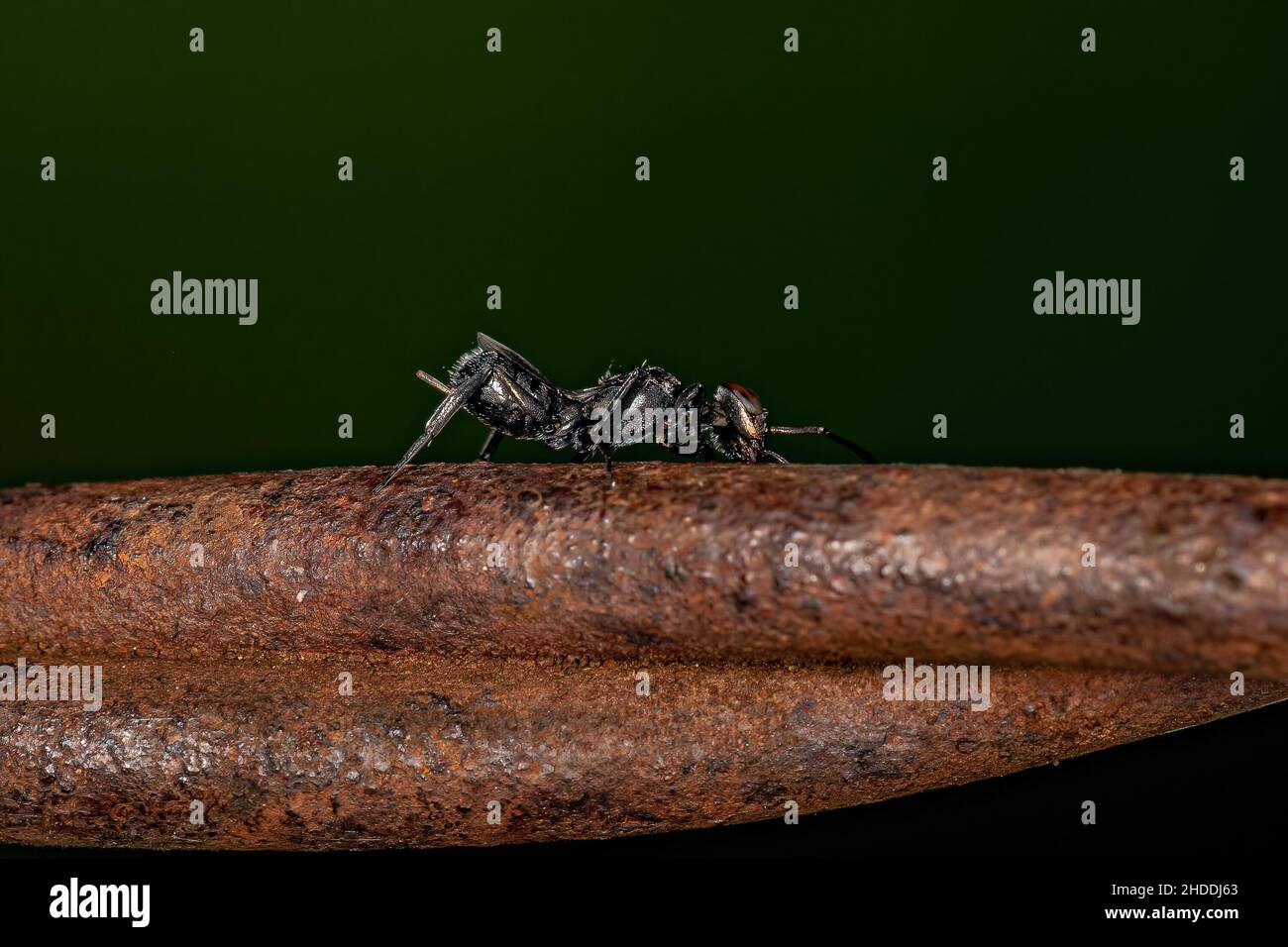 Adult Black Chalcidoid Wasp of the Subfamily Eupelminae Stock Photo - Alamy