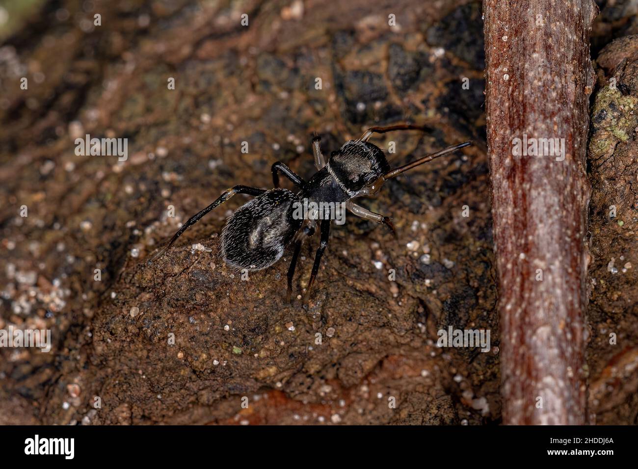 Adult Jumping Spider of the Genus Sarinda that mimics carpenter ants of ...