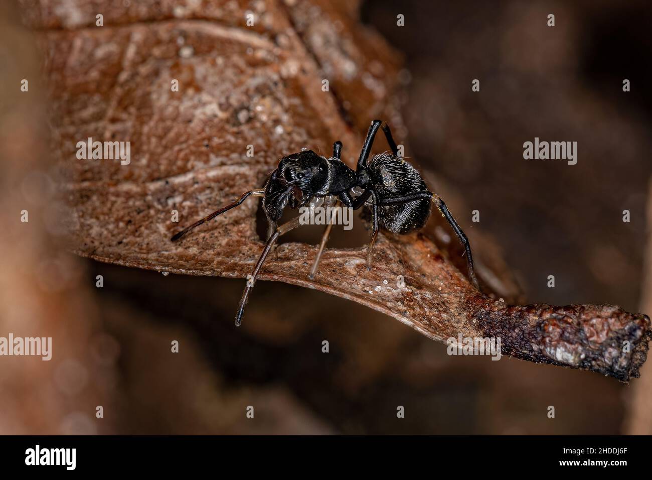 Adult Jumping Spider of the Genus Sarinda that mimics carpenter ants of ...