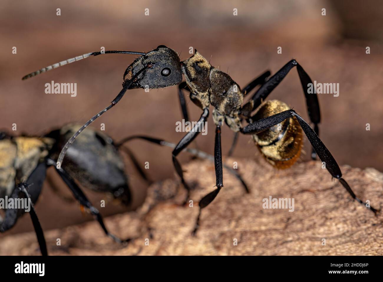 Shimmering golden sugar ant hi-res stock photography and images - Alamy