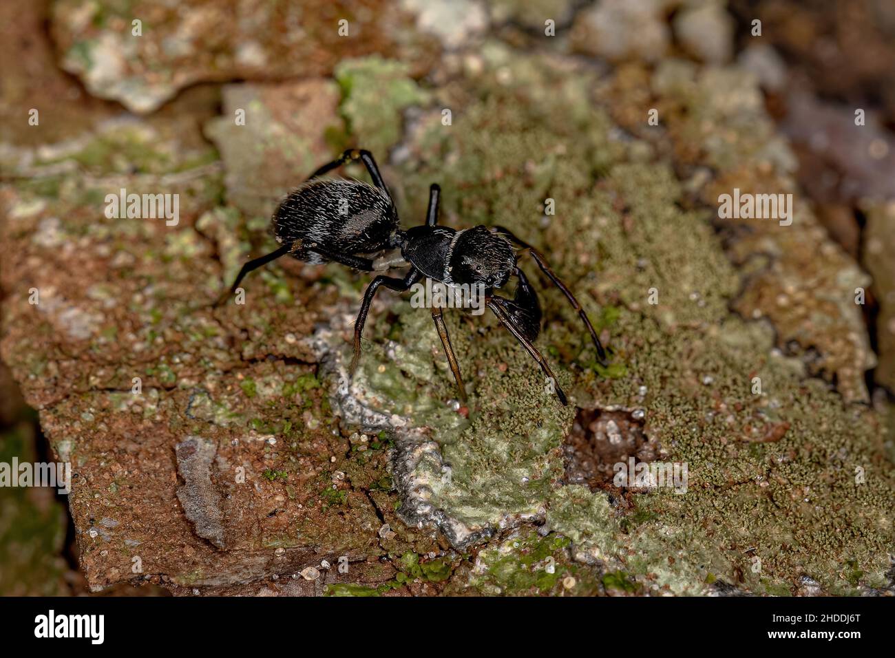 Adult Jumping Spider of the Genus Sarinda that mimics carpenter ants of ...