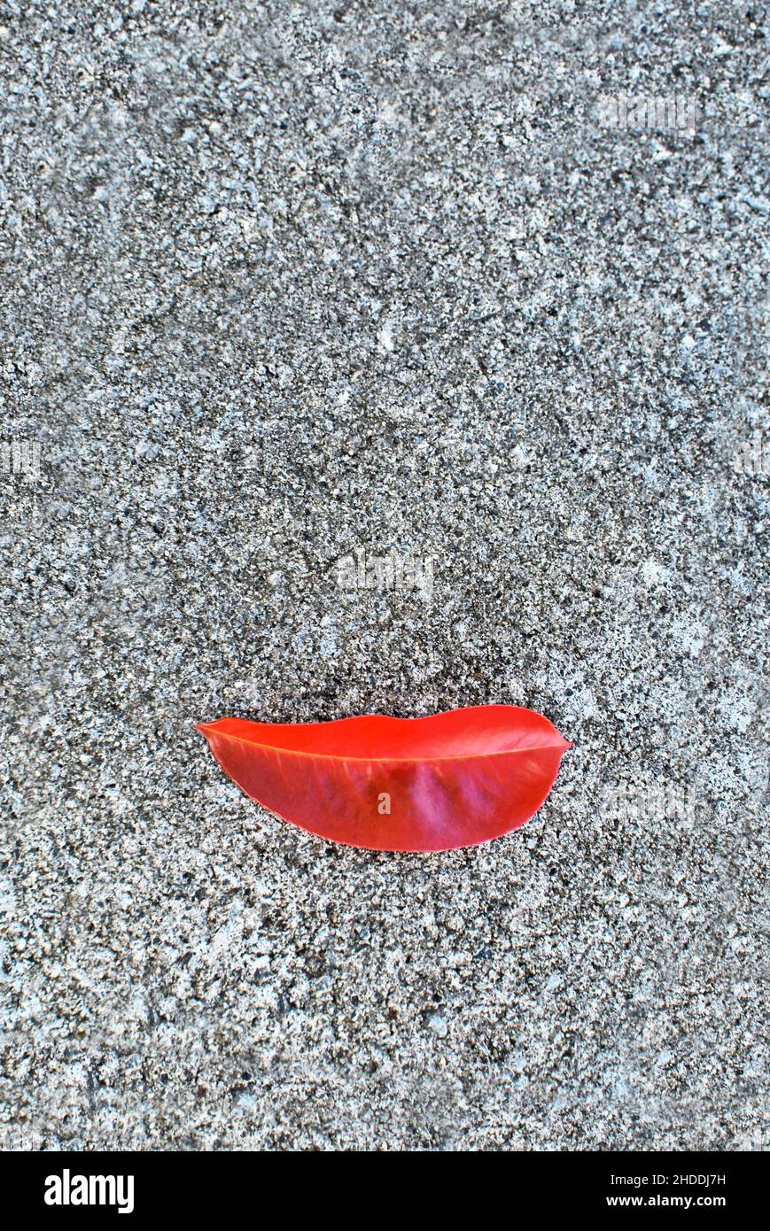 Red lips shaped leaf on concrete surface Stock Photo - Alamy