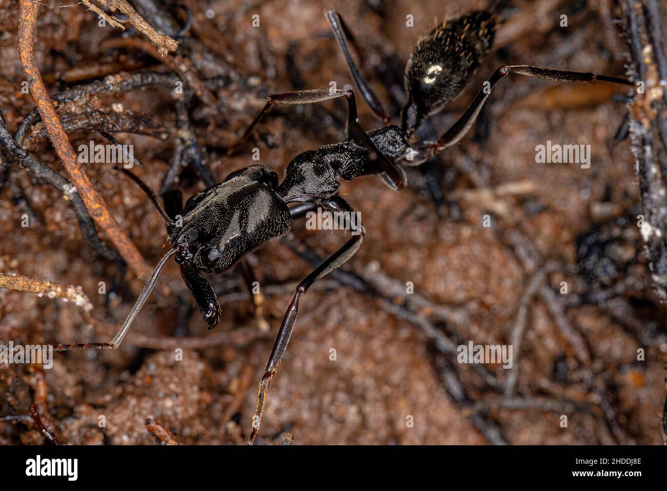 Trap jaw ants hi-res stock photography and images - Alamy