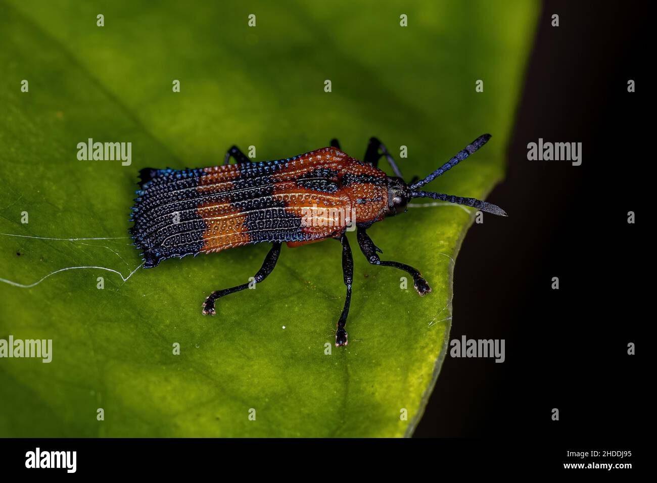 Cucujiform beetle hi-res stock photography and images - Alamy