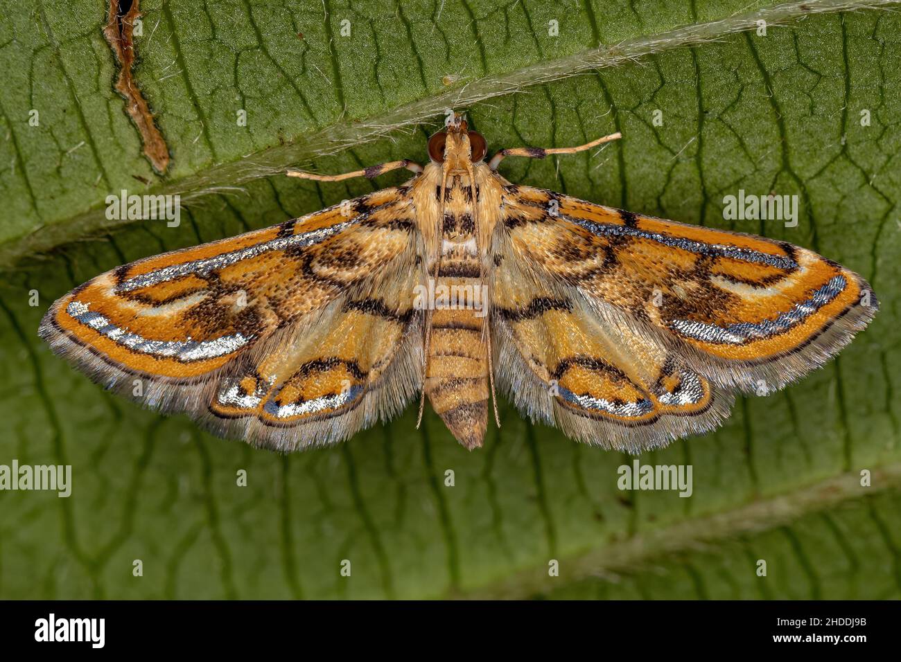 Adult Crambid Moth of the Family Crambidae Stock Photo - Alamy