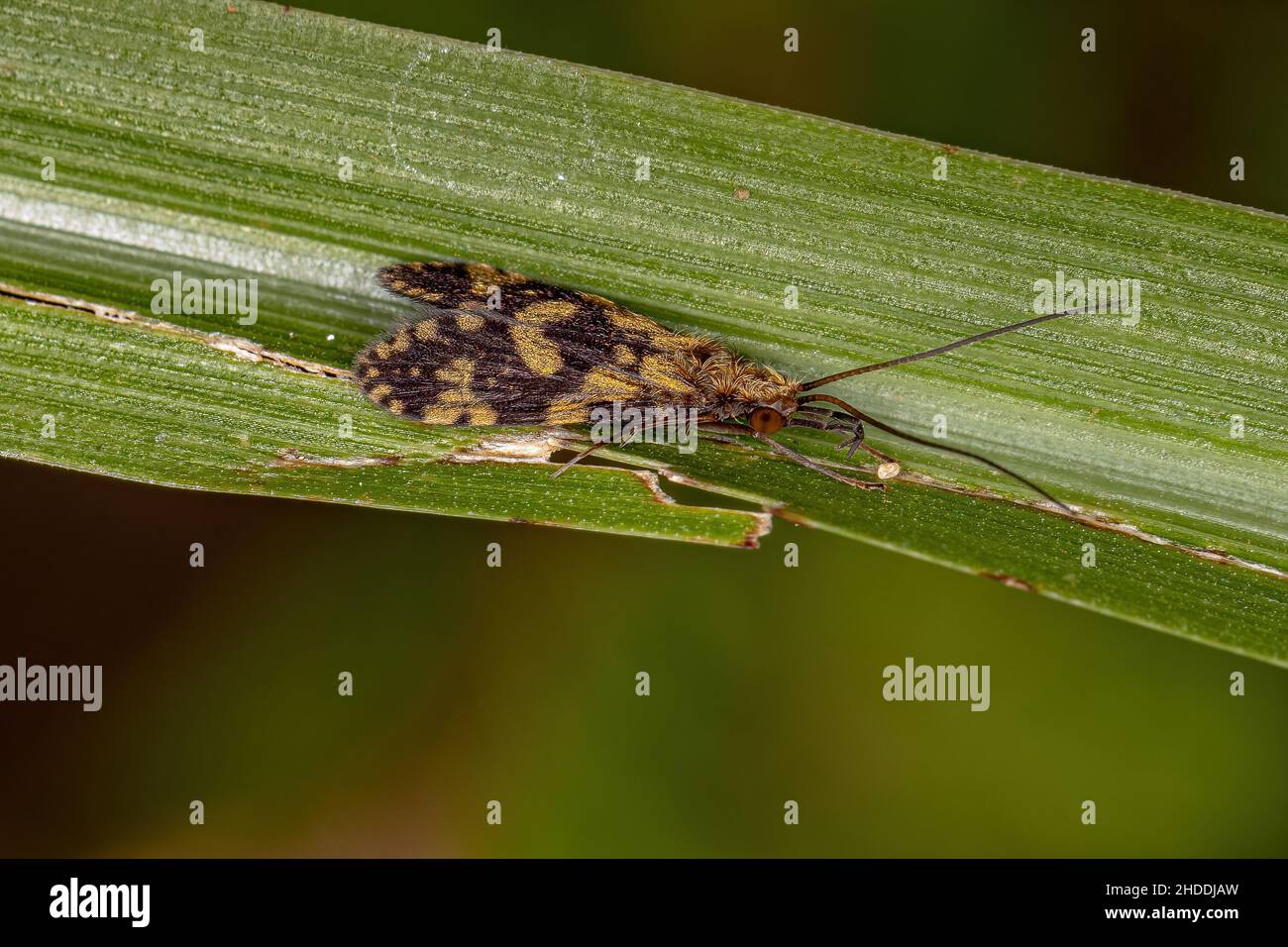 Adult Caddisfly Insect of the Order Trichoptera Stock Photo - Alamy