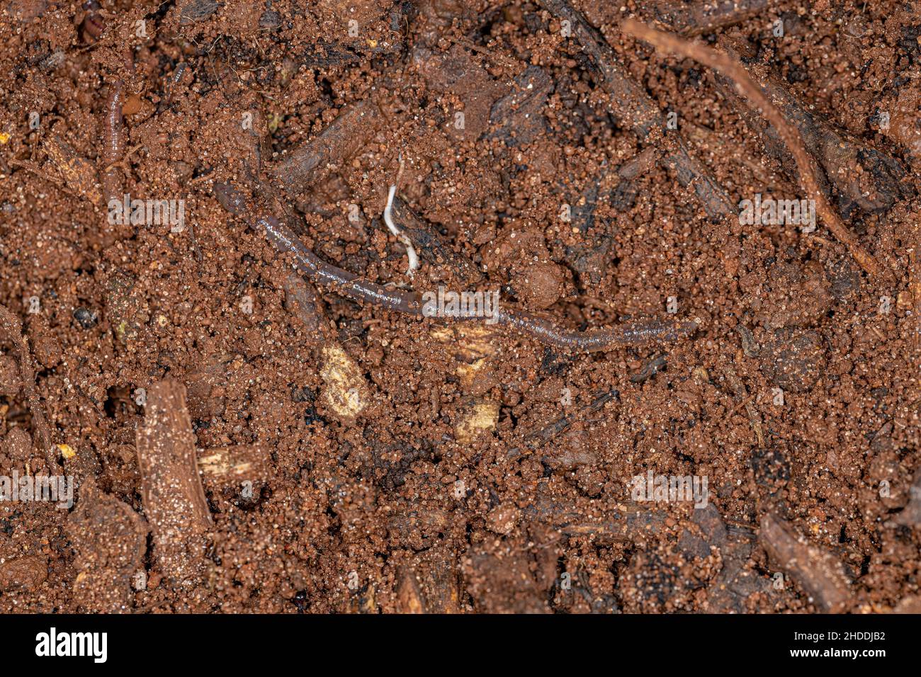 Small Earthworm Animal of the Family Lumbricidae Stock Photo - Alamy