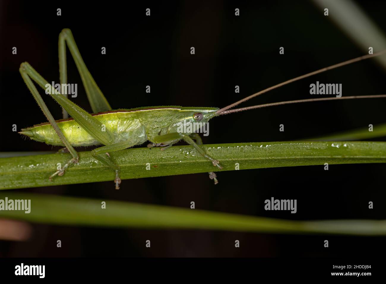 Common Conehead Nymph of the Genus Neoconocephalus Stock Photo - Alamy