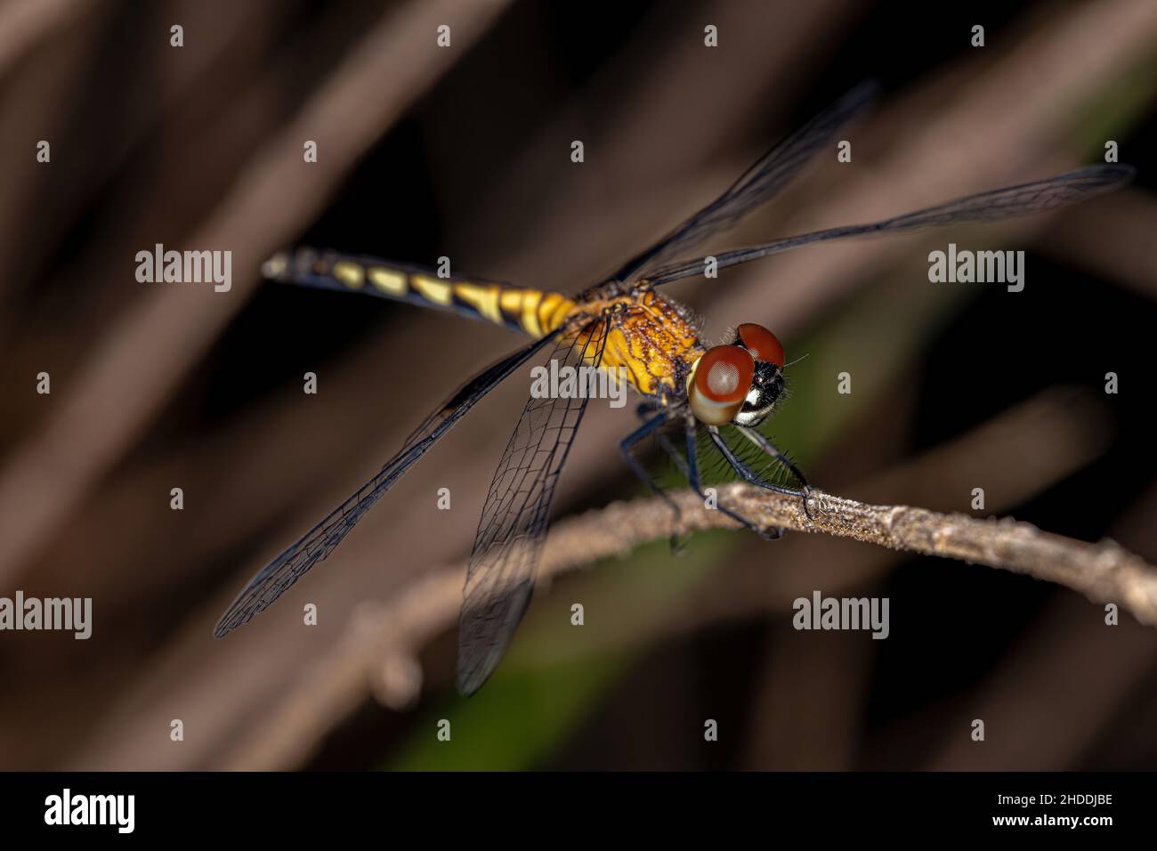 Adult Dragonfly Insect of the Family Libellulidae Stock Photo - Alamy