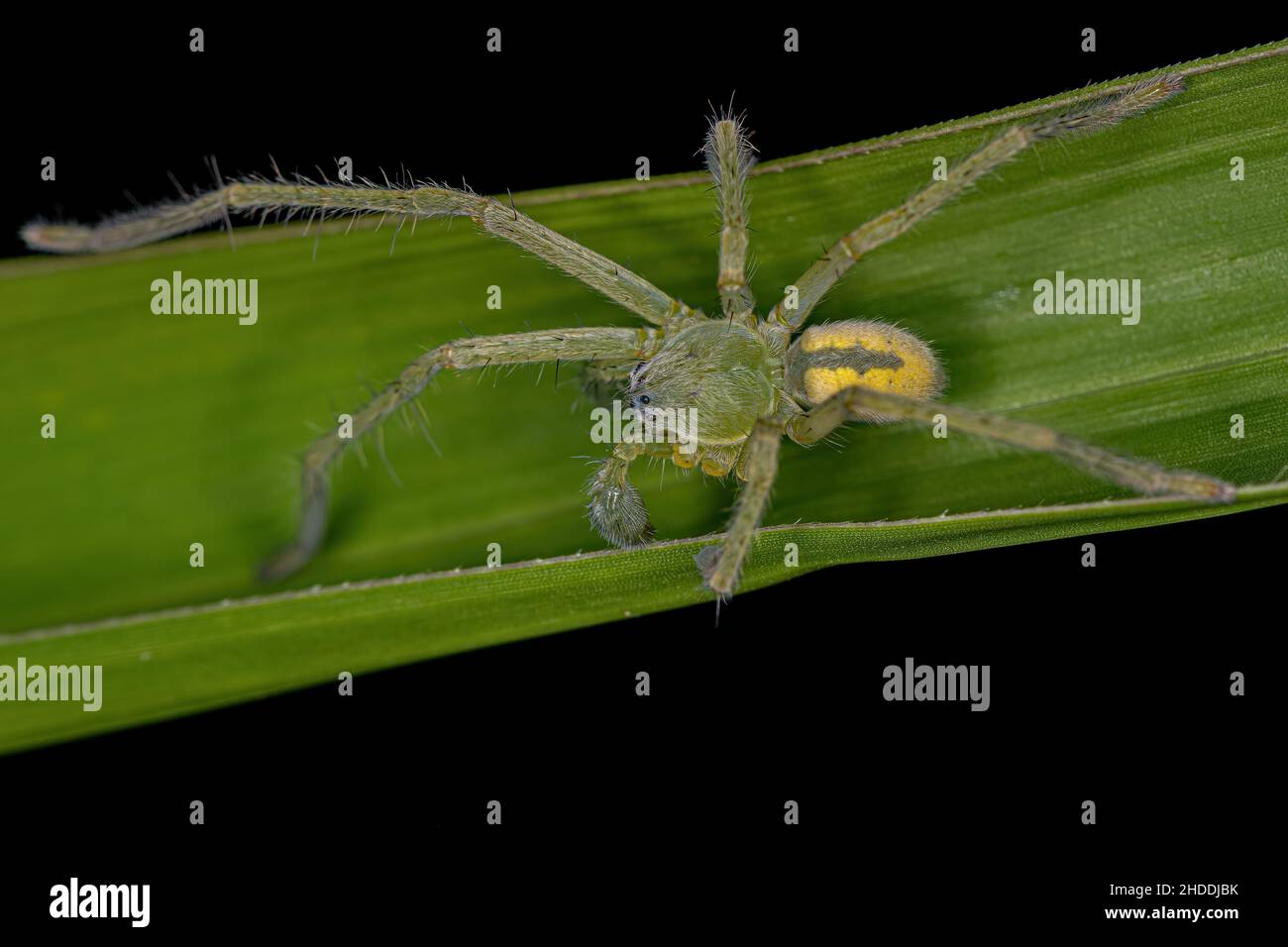 Yellow Huntsman Spider of the species Family Sparassidae Stock Photo ...