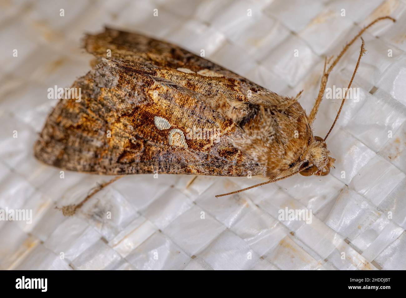 Adult Moth Insect of the order lepidoptera Stock Photo - Alamy
