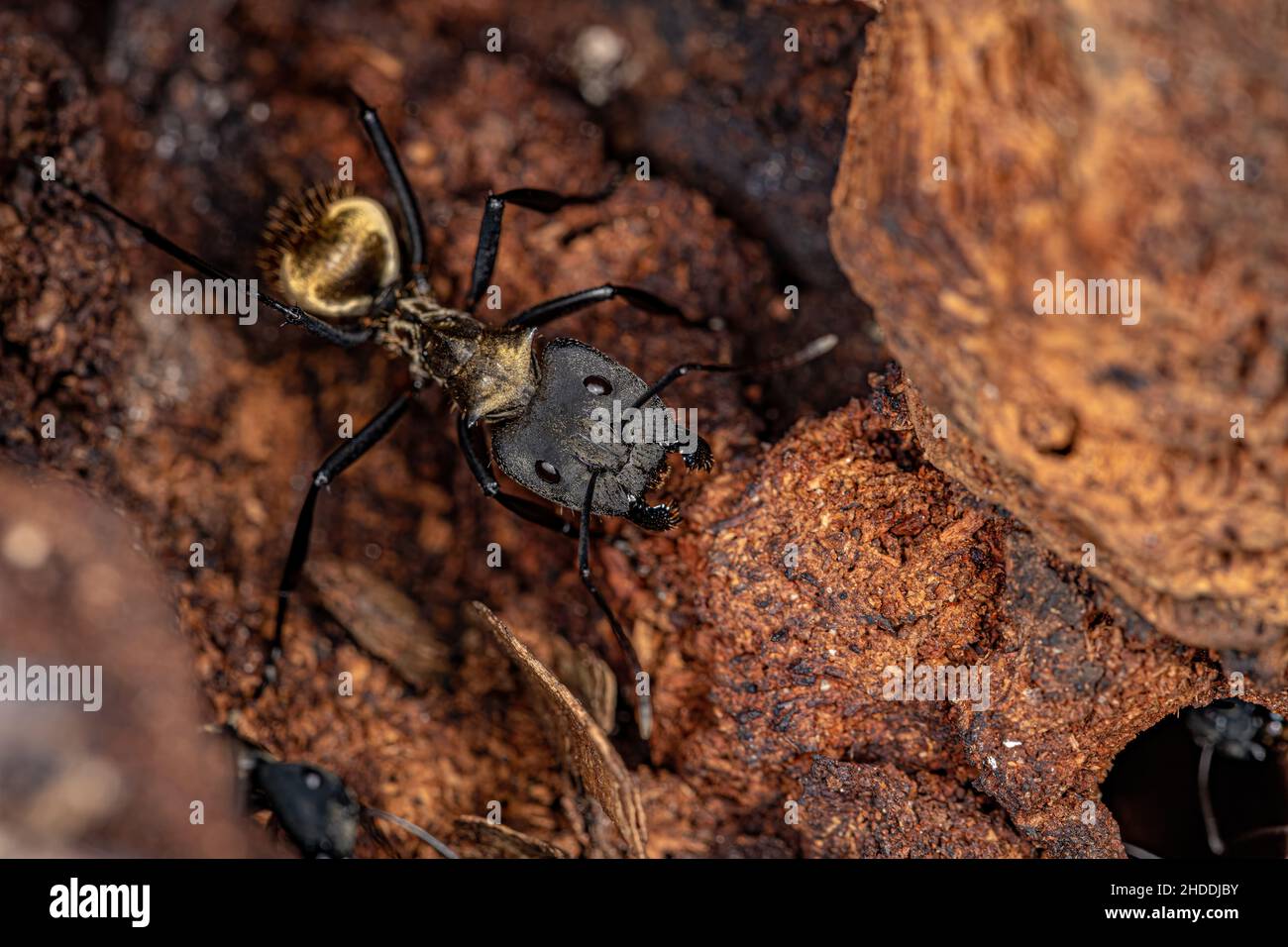 Shimmering golden sugar ant hi-res stock photography and images - Alamy