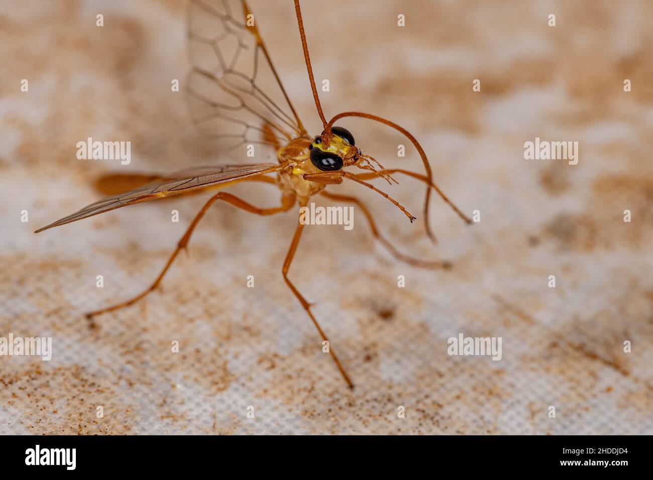 Adult Short-tailed Ichneumonid Wasp of the Subfamily Ophioninae Stock ...