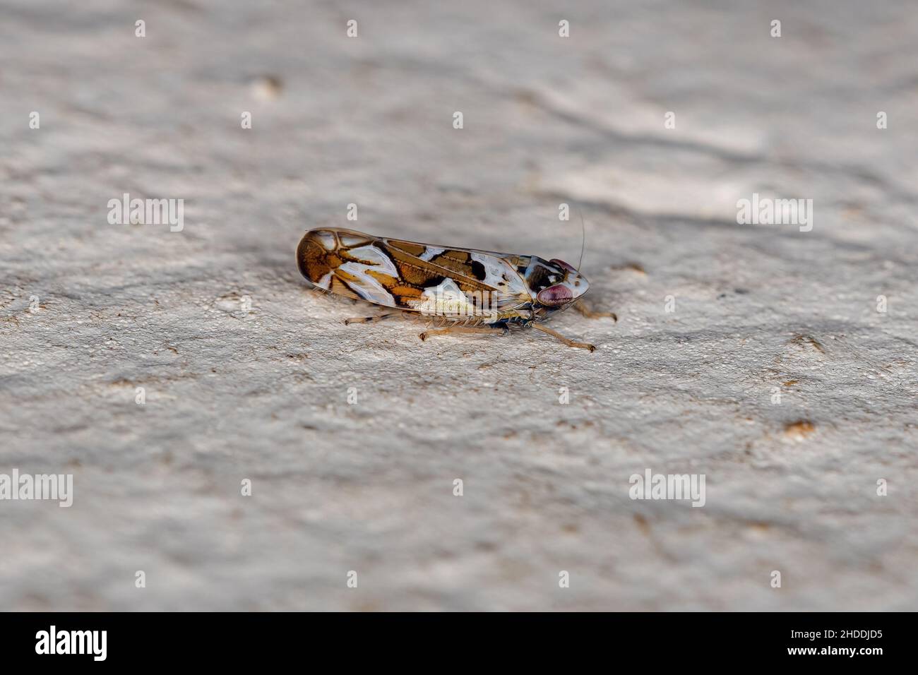 Small adult Typical Leafhopper of the Genus Sanctanus Stock Photo - Alamy