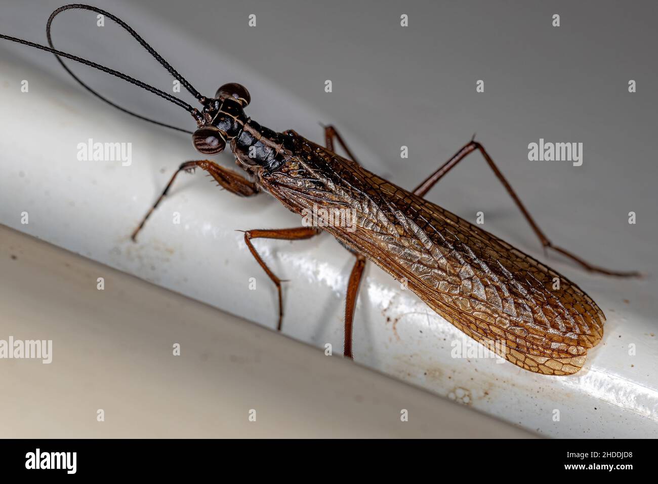 Adult Mantoidid Mantis of the Genus Mantoida Stock Photo - Alamy