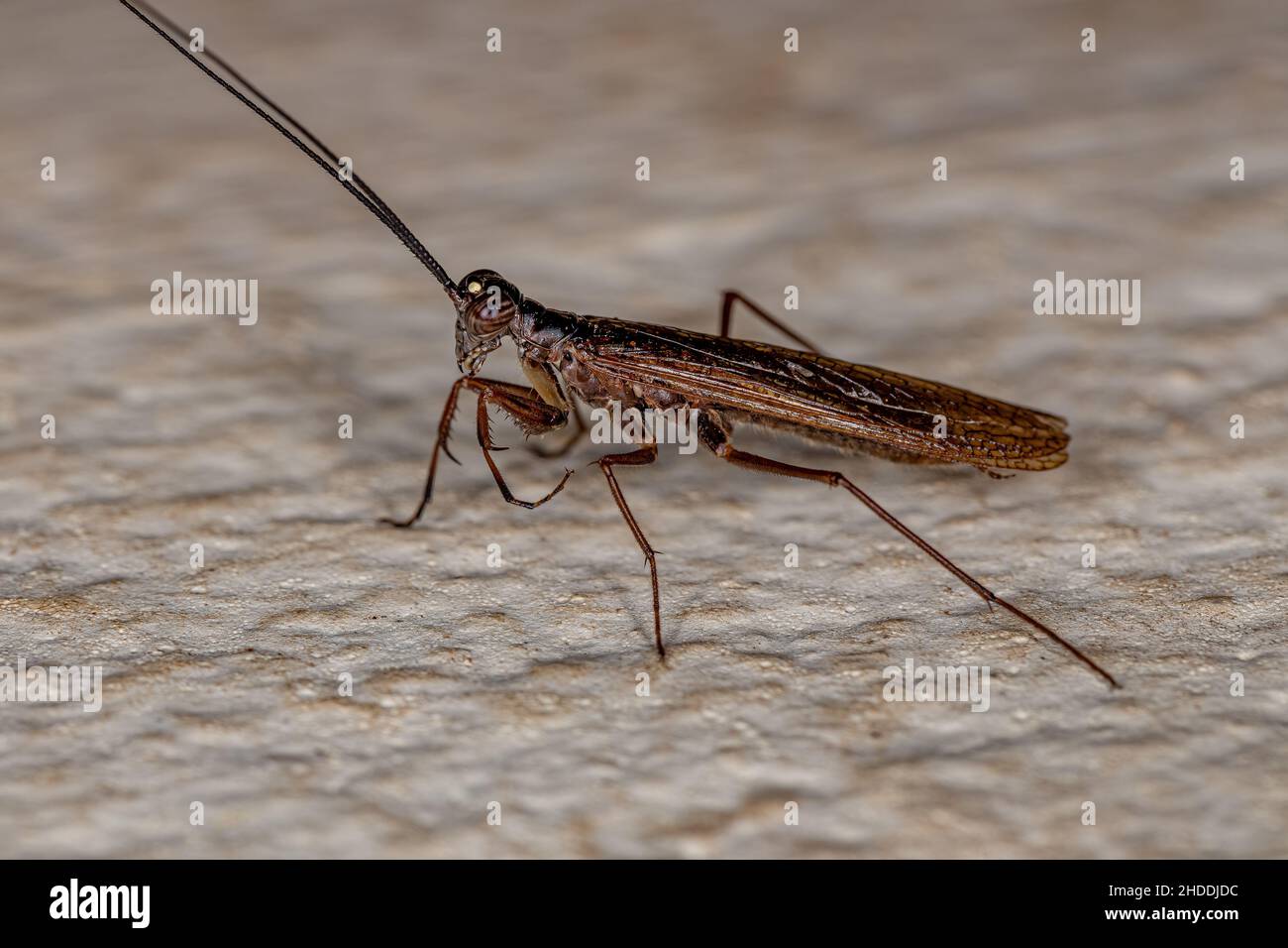 Adult Mantoidid Mantis of the Genus Mantoida Stock Photo - Alamy