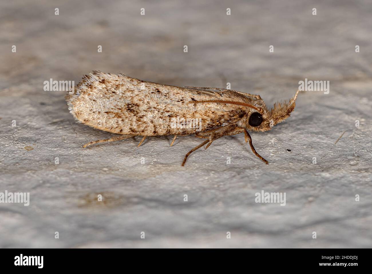 Adult Moth Insect of the order lepidoptera Stock Photo - Alamy
