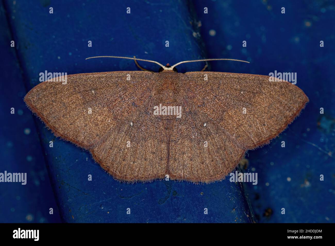 Adult Geometer Moth of the Family Geometridae Stock Photo - Alamy