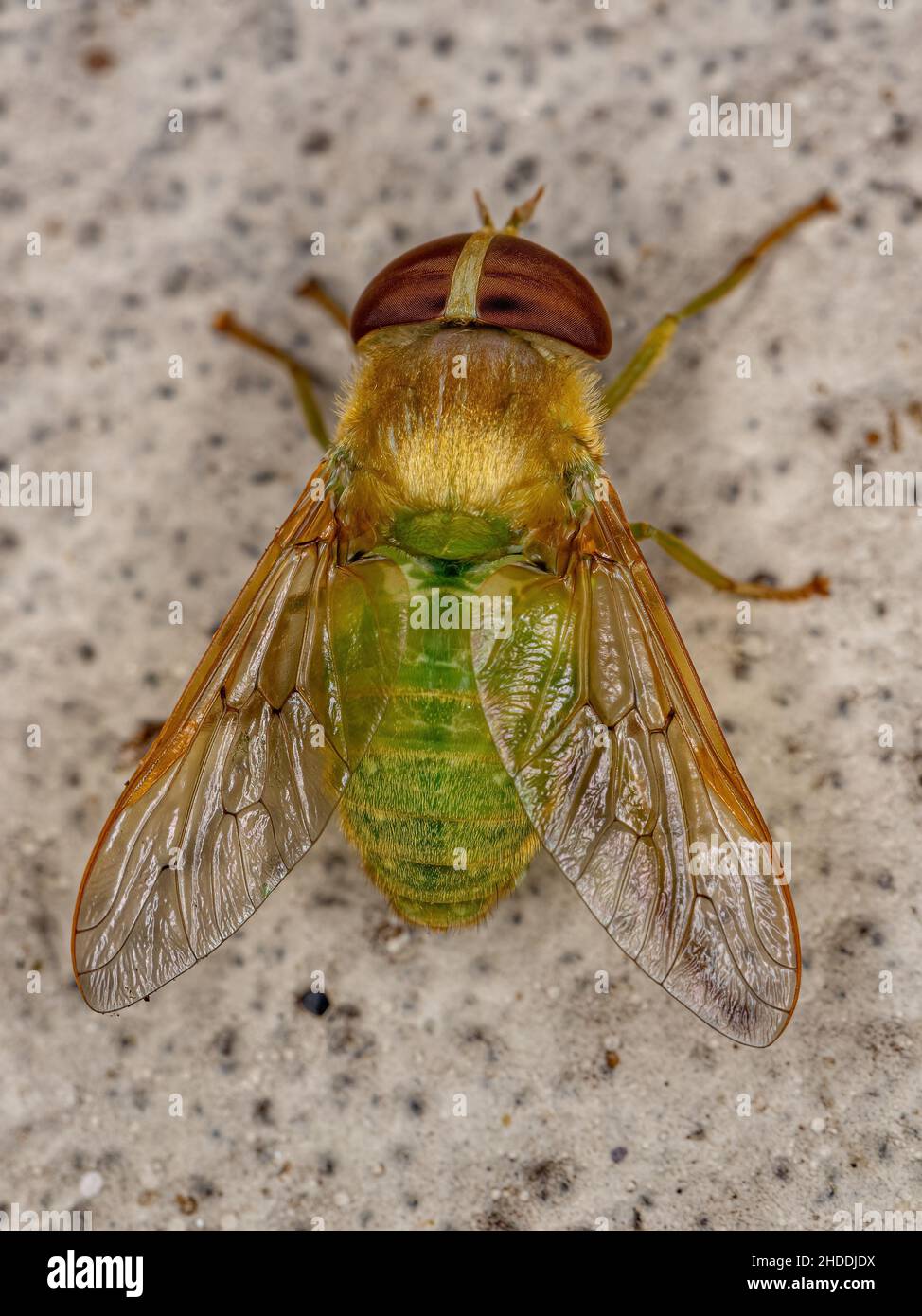 Adult Green Horse Fly of the Genus Chlorotabanus Stock Photo - Alamy
