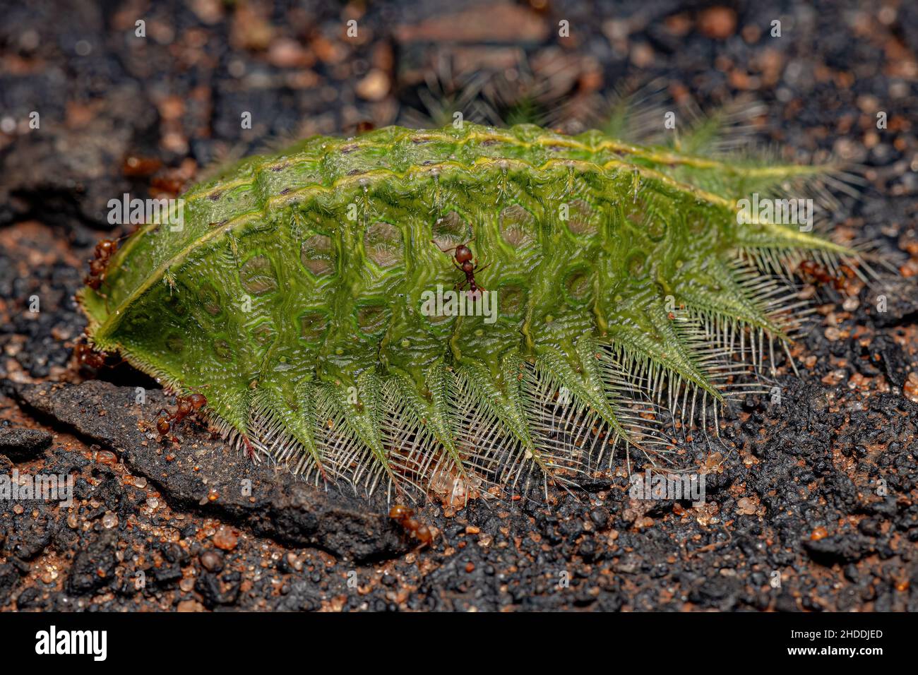 Slug caterpillar hi-res stock photography and images - Alamy