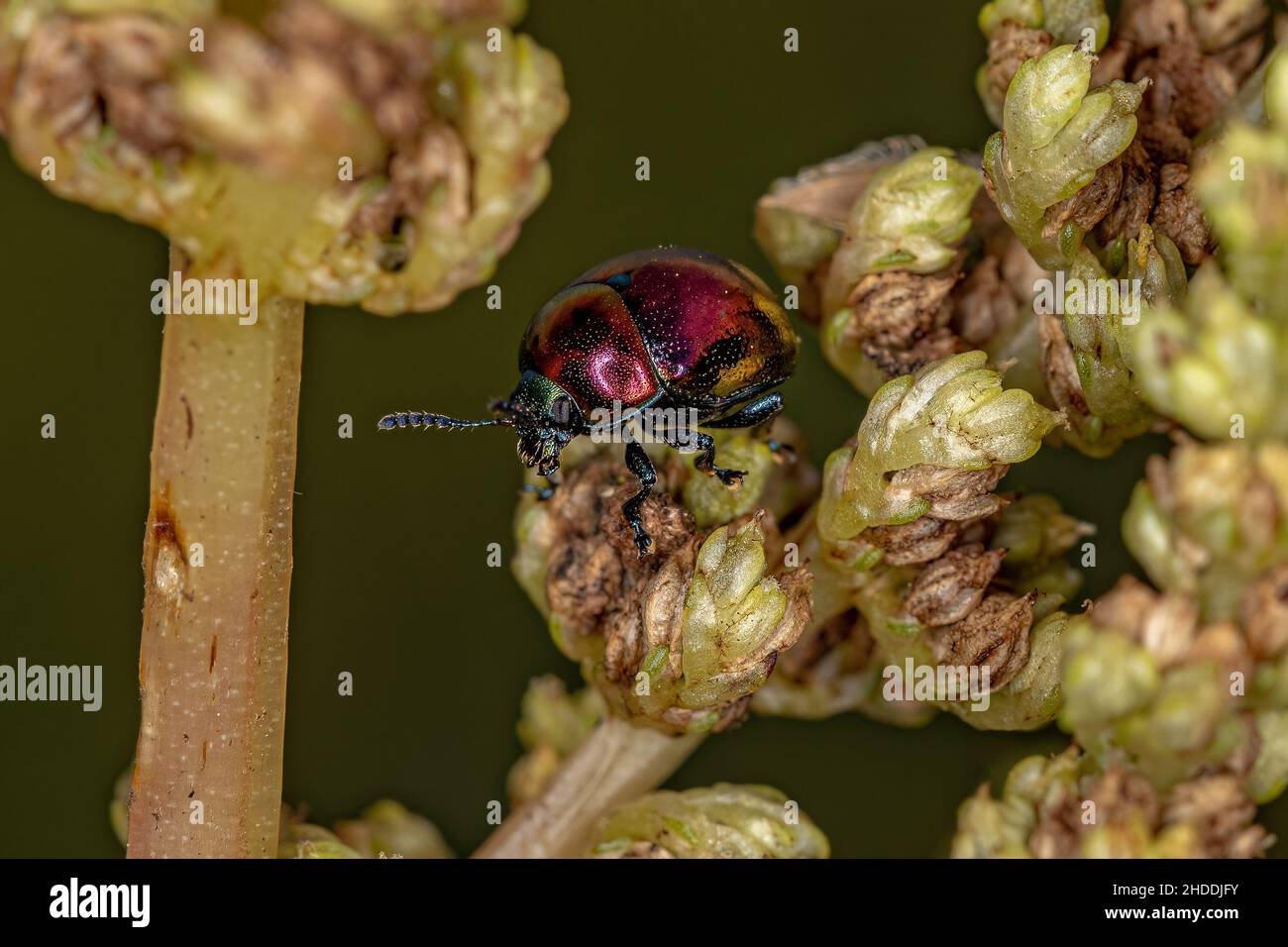 Adult Leaf Beetle of the Subfamily Eumolpinae Stock Photo - Alamy
