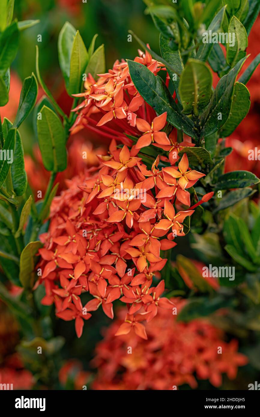 Chinese Ixora Plant Flower of the species Ixora chinensis Stock Photo ...