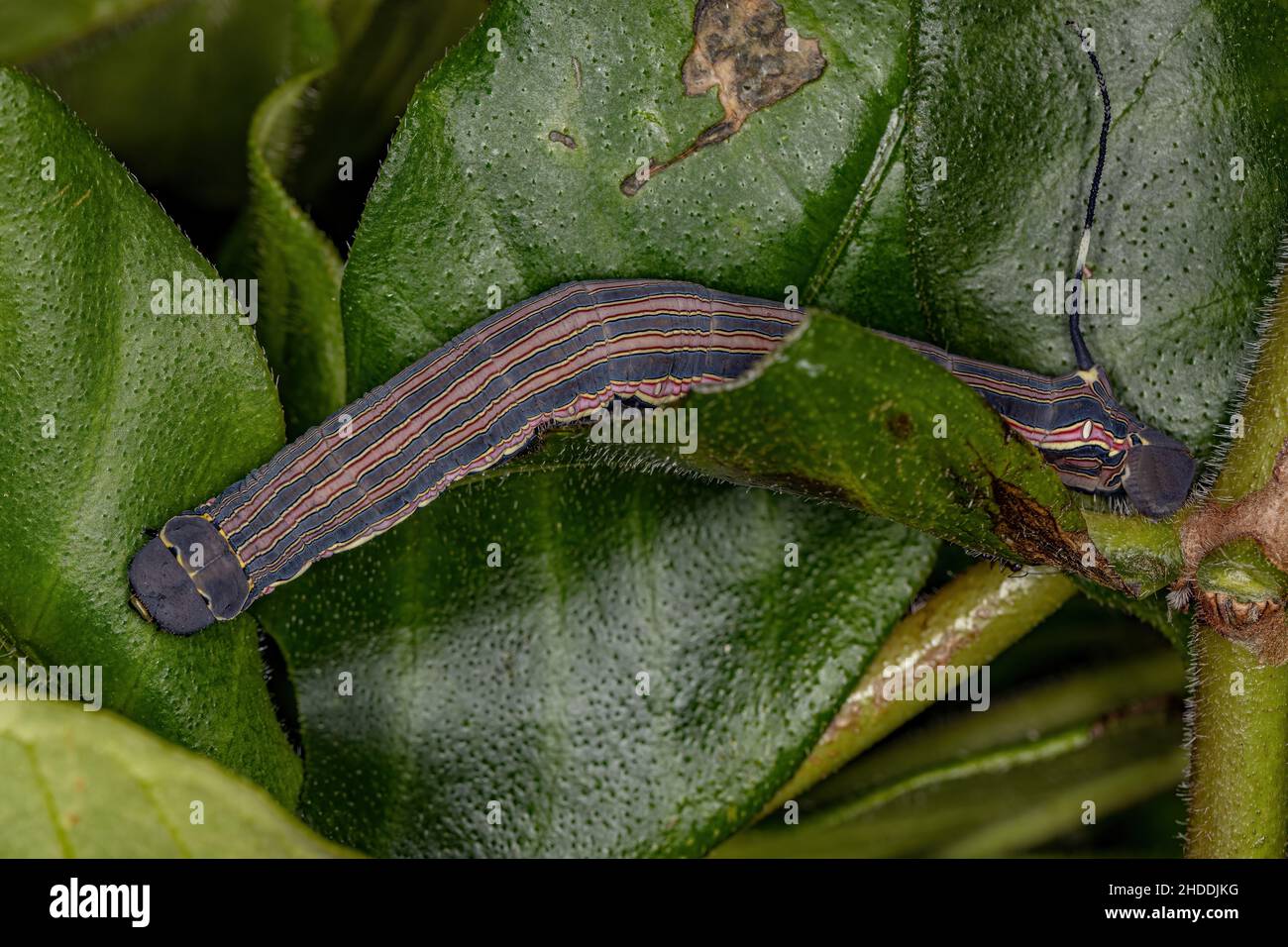 Macroglossine Sphinx Moth Caterpillar of the species Isognathus ...