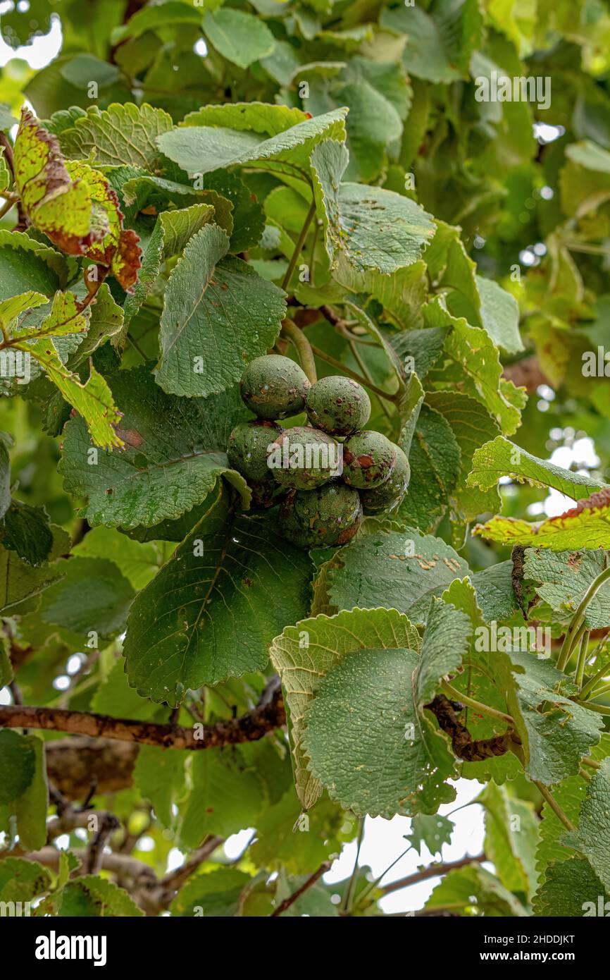 The pequi tree hi-res stock photography and images - Alamy