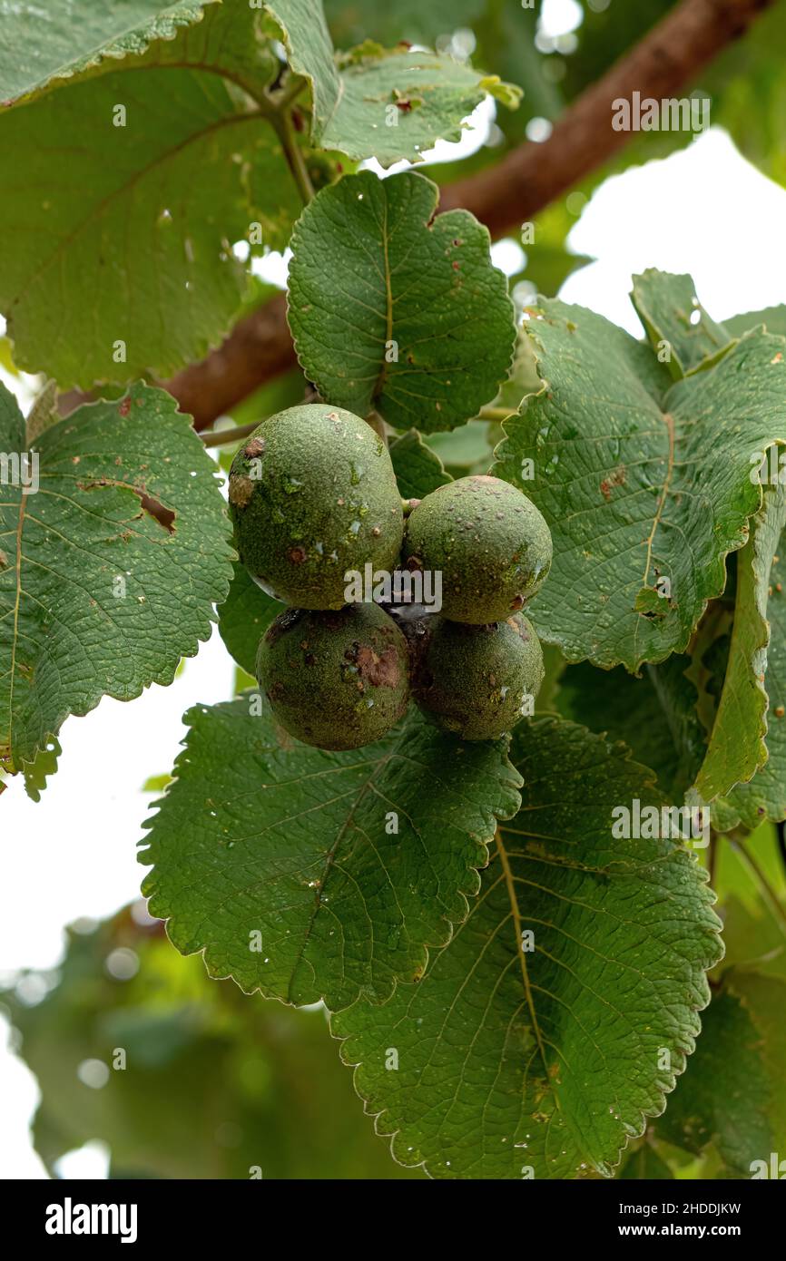 Pekea Nut Fruit of the species Caryocar brasiliense Stock Photo - Alamy
