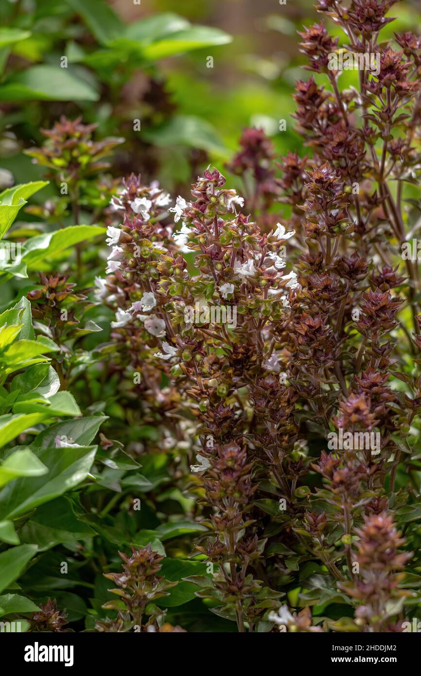 Sweet Basil Plant of the species Ocimum basilicum Stock Photo - Alamy
