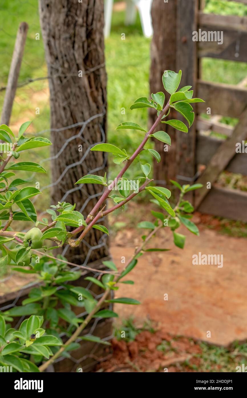 Rose Cactus Plant of the species Pereskia grandifolia Stock Photo - Alamy