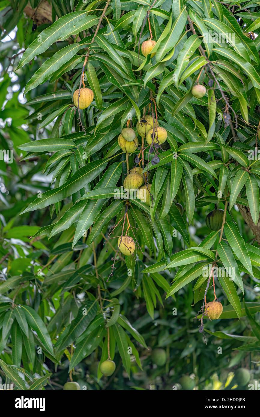 Mango tree of the species Mangifera indica with fruits Stock Photo - Alamy