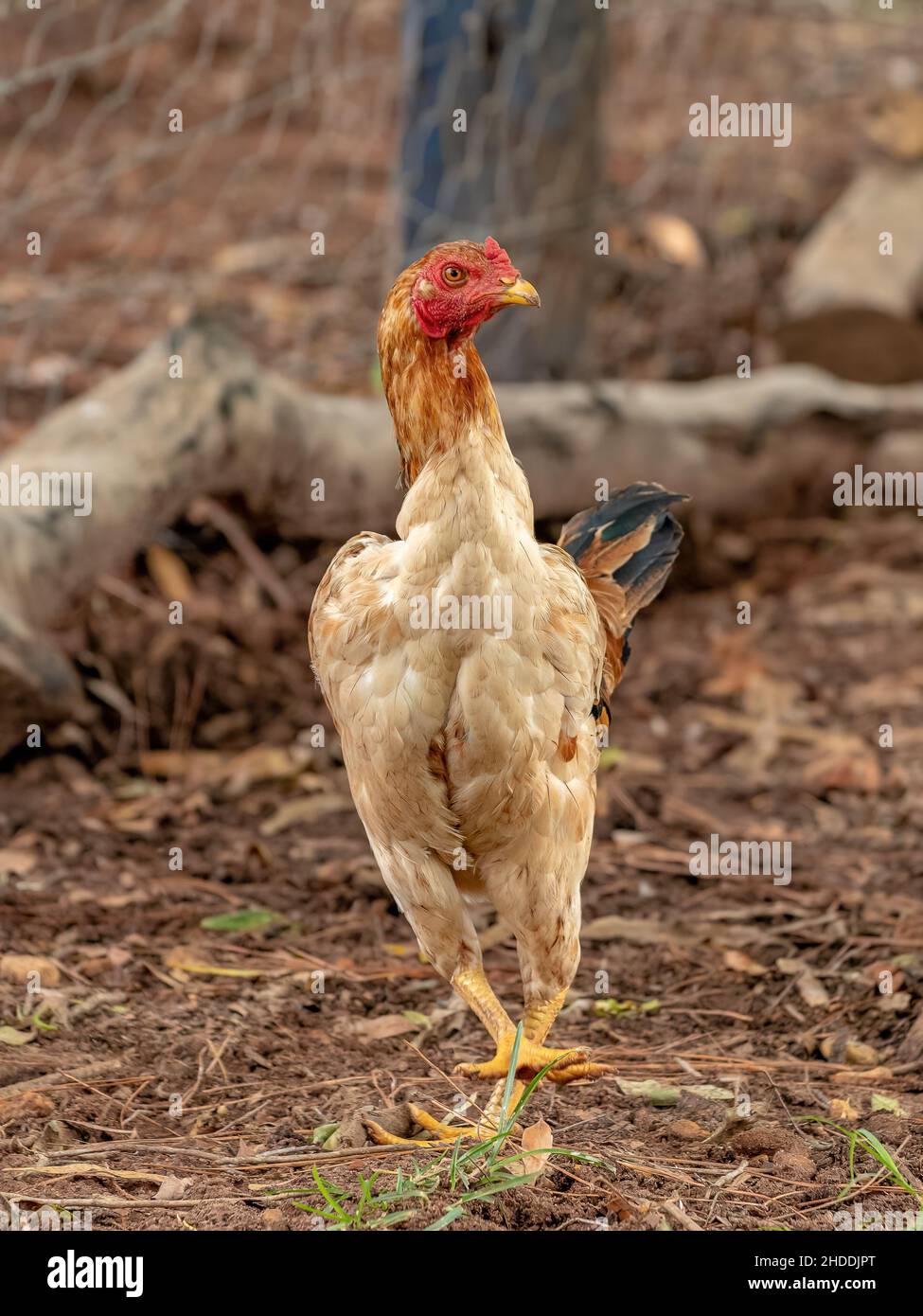 domestic animal chicken of the subspecies Gallus gallus domesticus ...