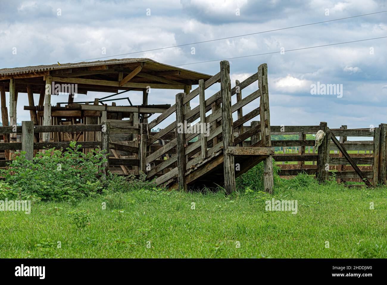 Livestock handling hi-res stock photography and images - Alamy